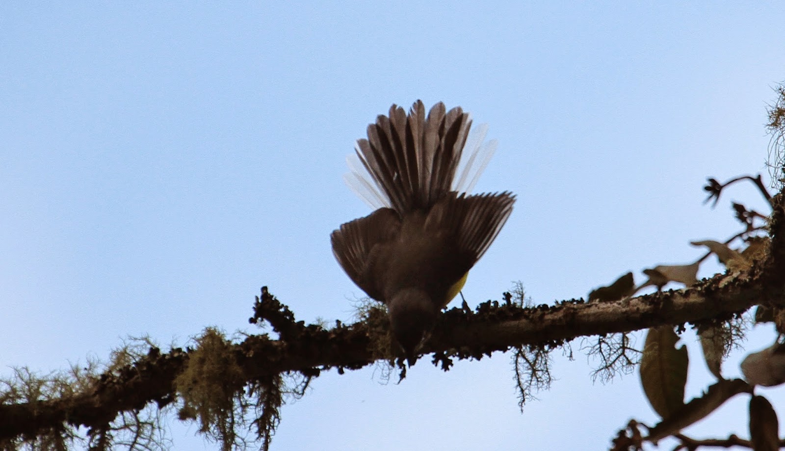 Nuestro bello mundo...: Birding Tour in the Andes, Merida and Barinas ...