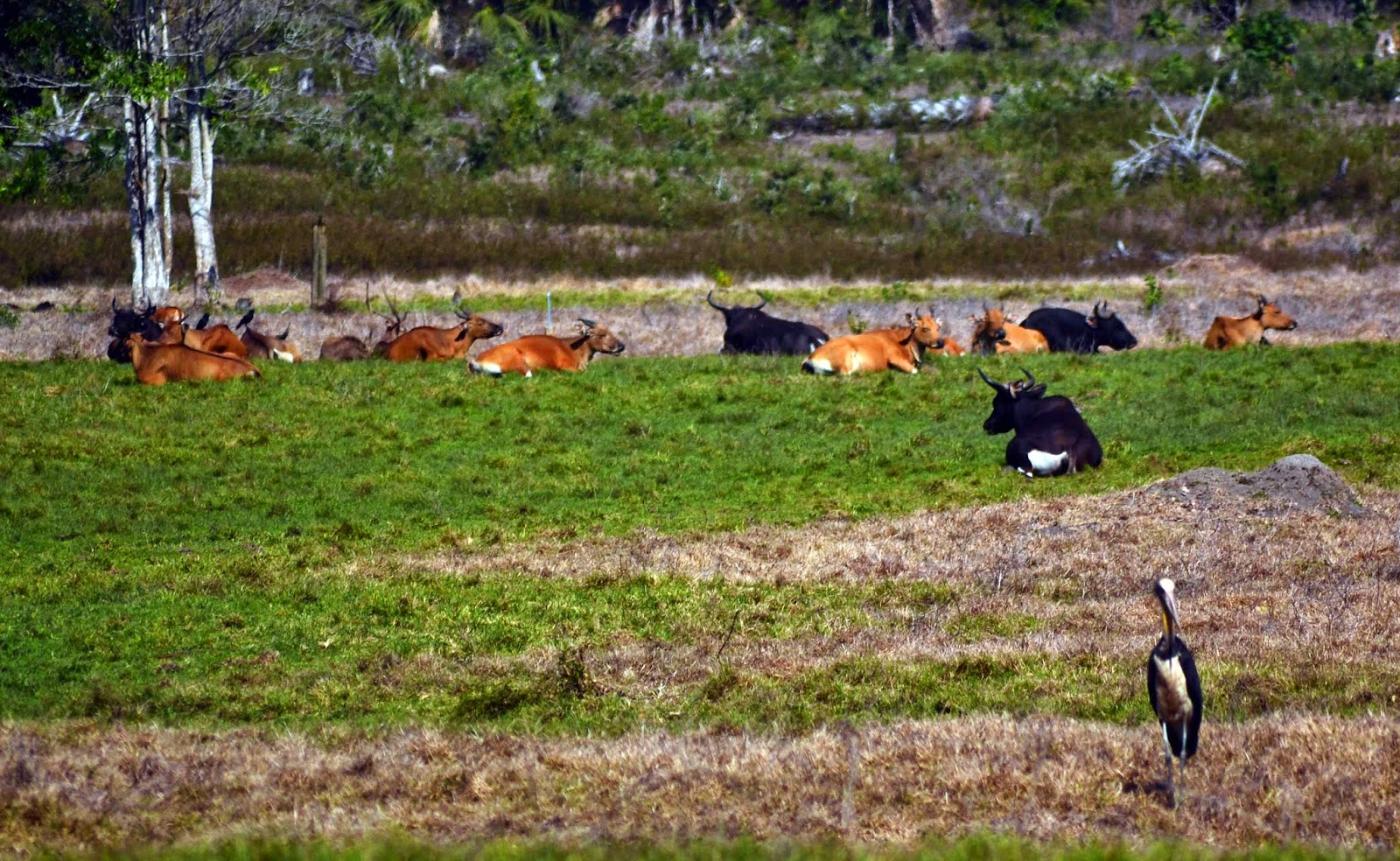 wahanawisata.com: Padang Savana Afrika di Indonesia, Taman Nasional ...