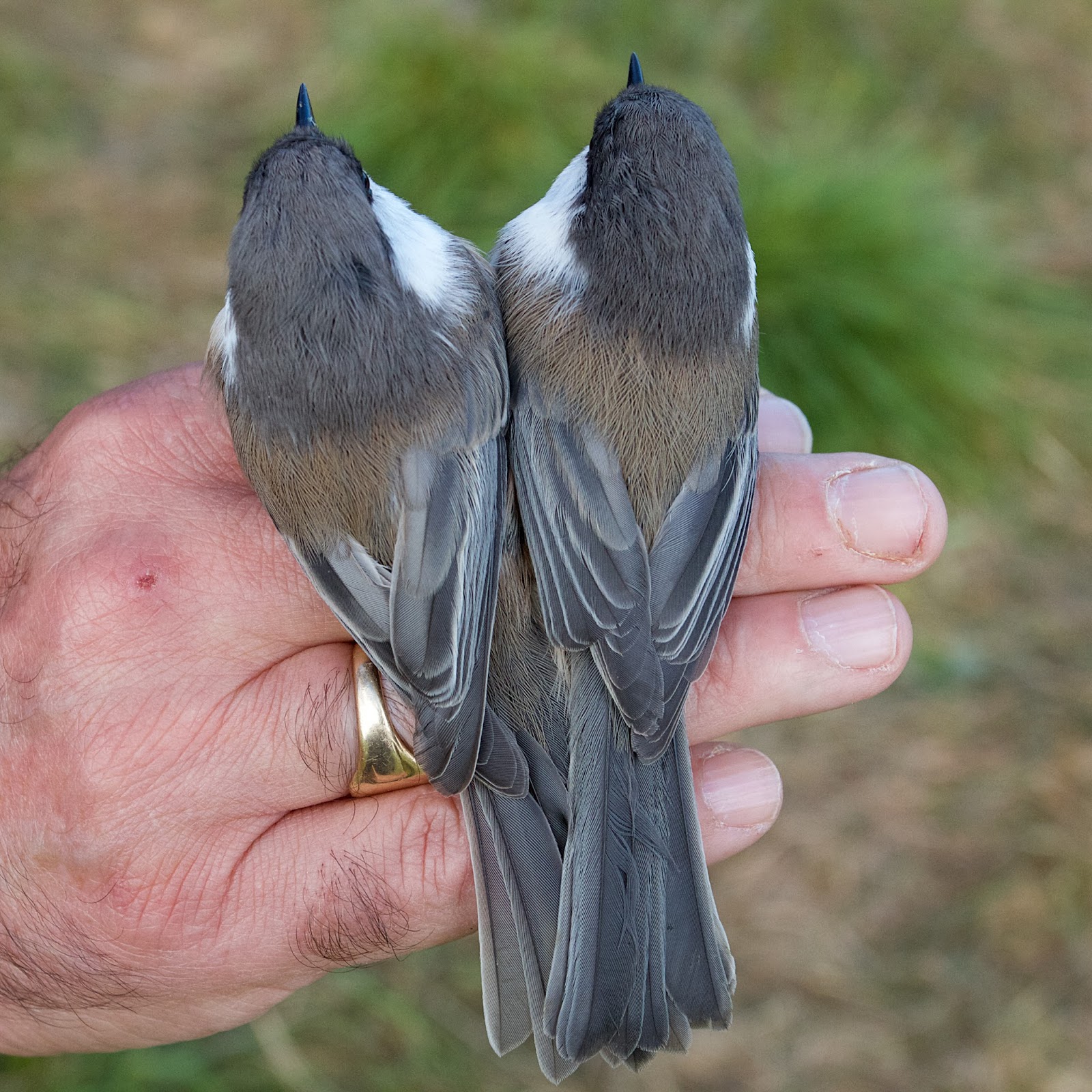 Charlie Sargent's bird ringing: Varanger, Arctic Norway.