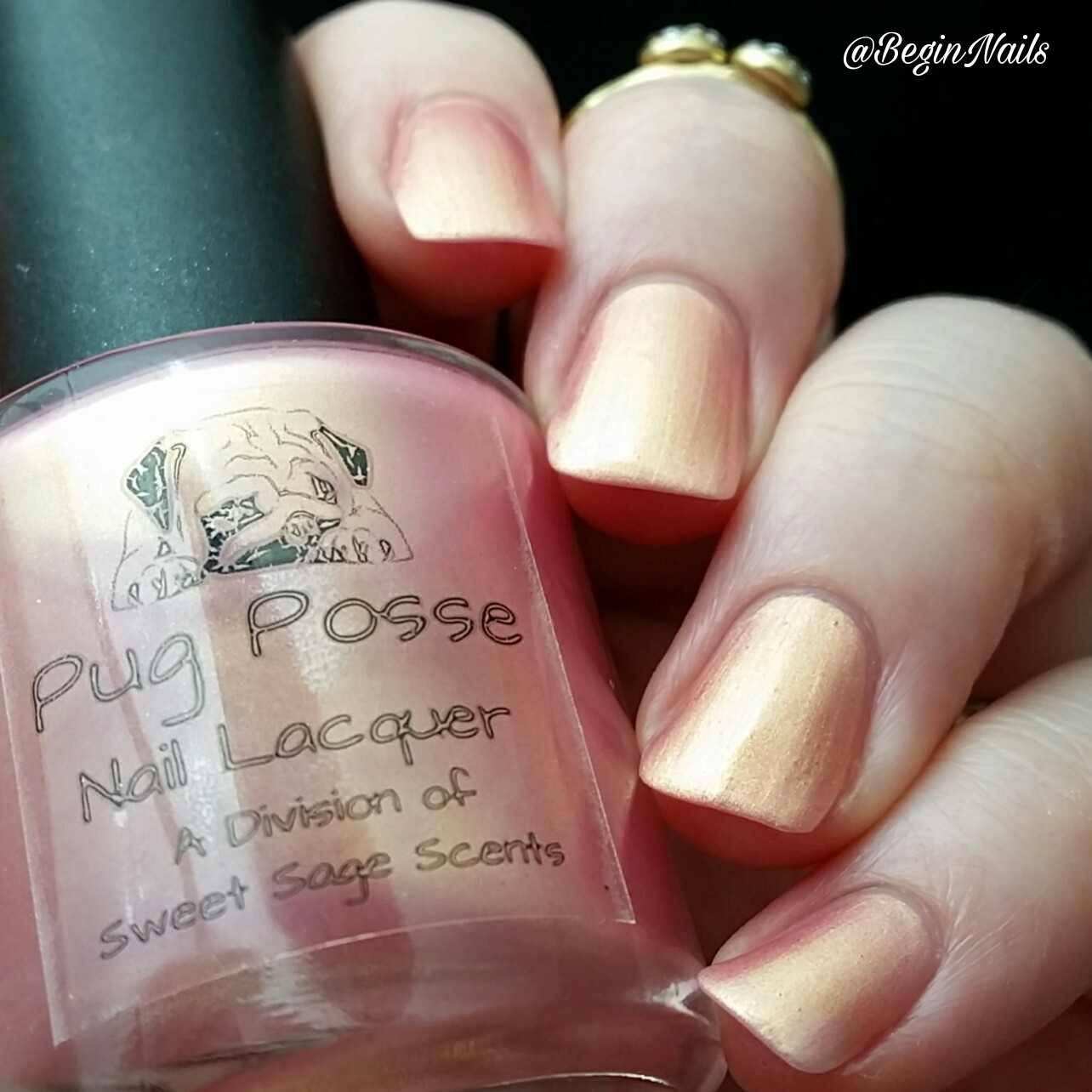 Let's Begin Nails: Pug Posse Nail Lacquer - Pug Love Collection Swatch ...