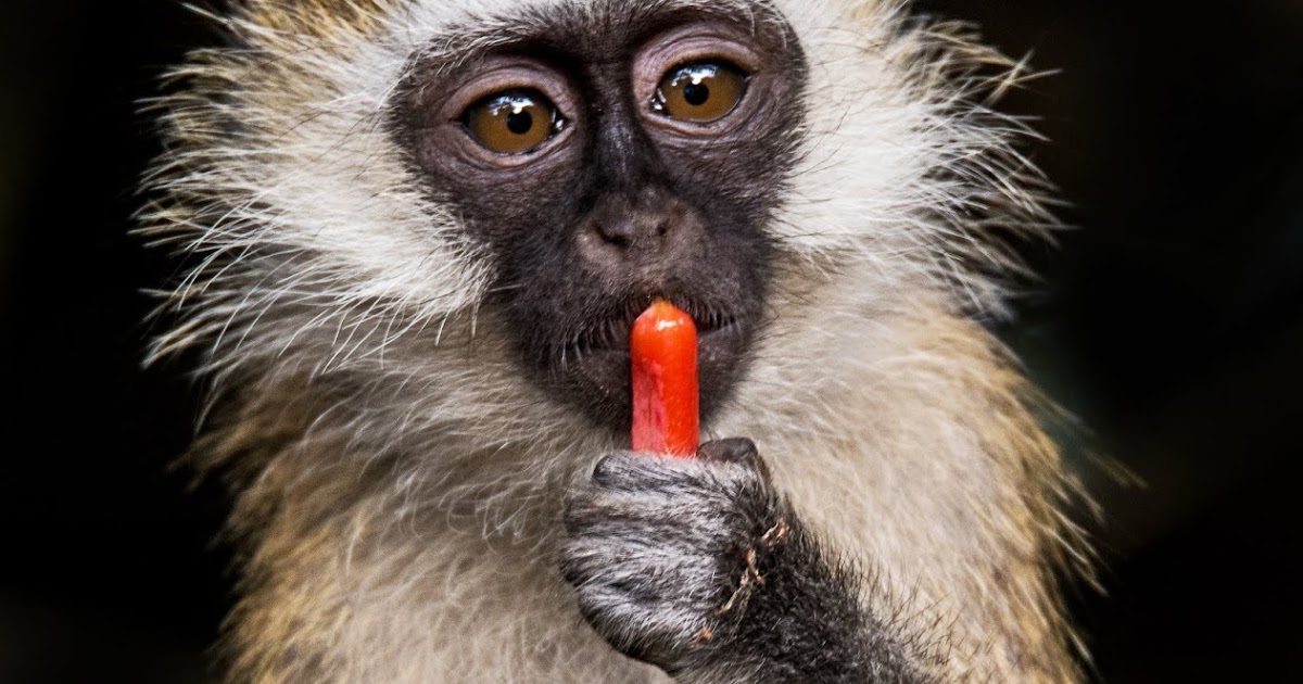 "Cheeky monkey" nghĩa là gì?