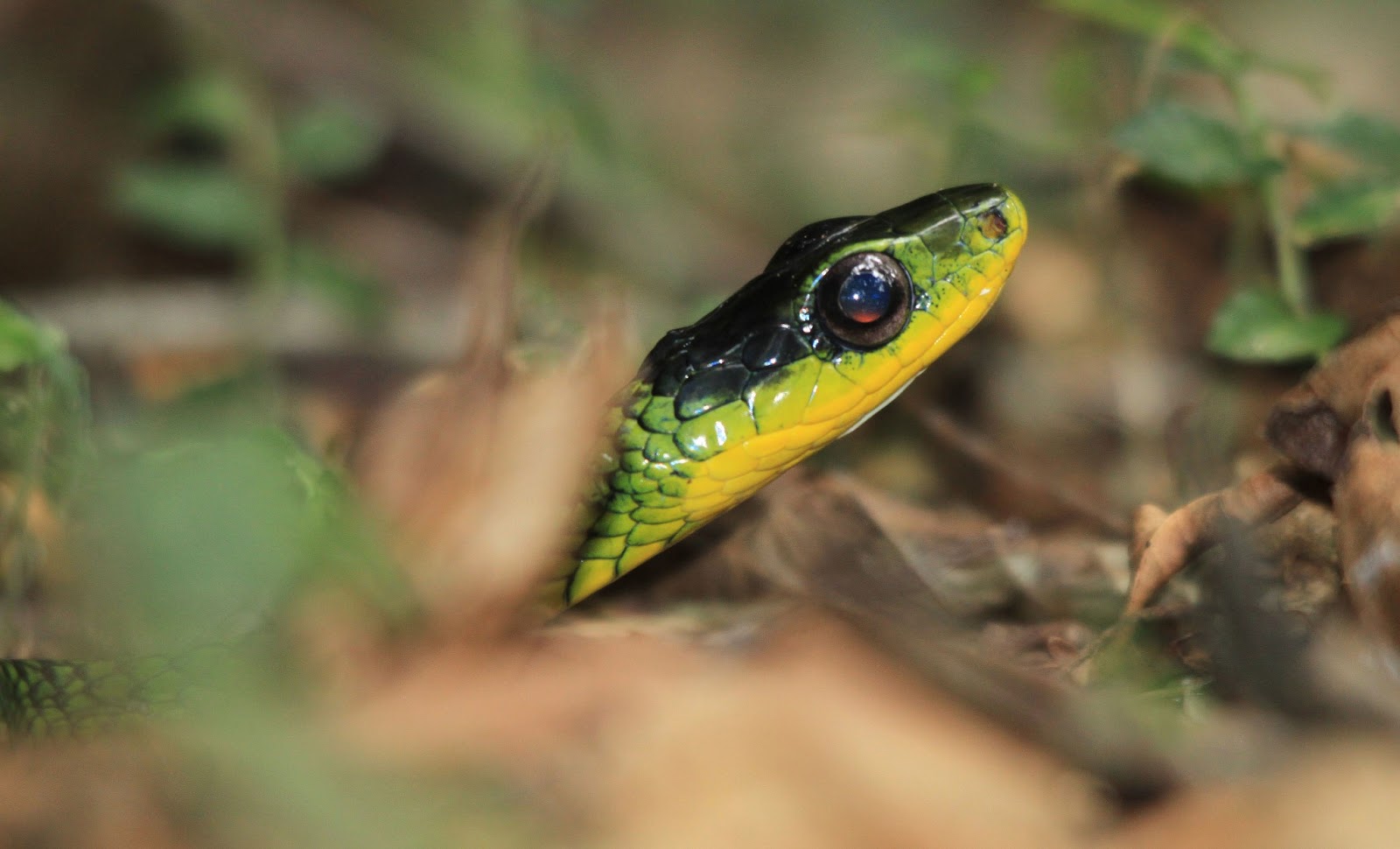 The Ginger Naturalist : July 2013