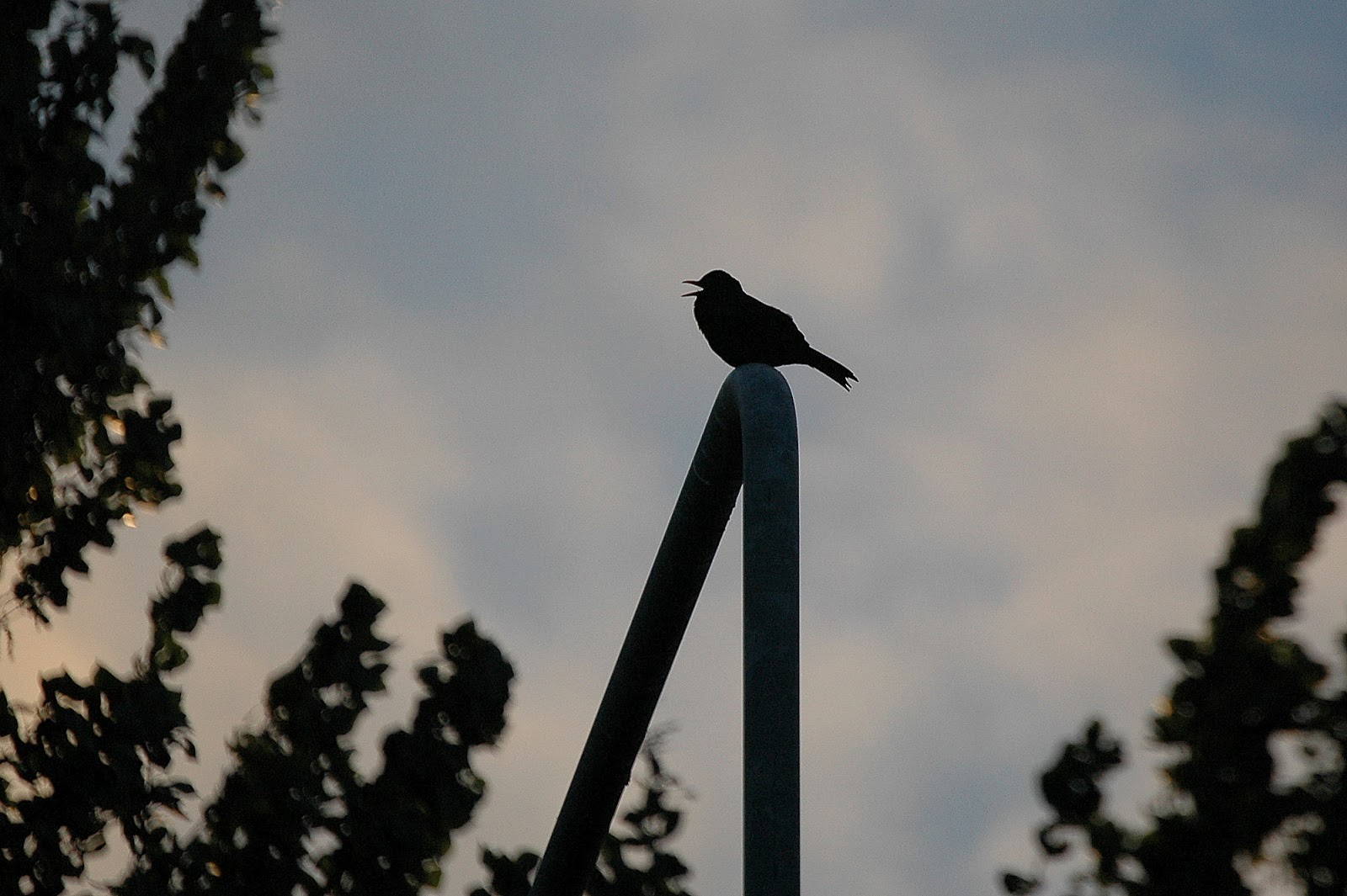 BirdWatch Ireland's Conservation Team blog: Irish Garden Birds ...