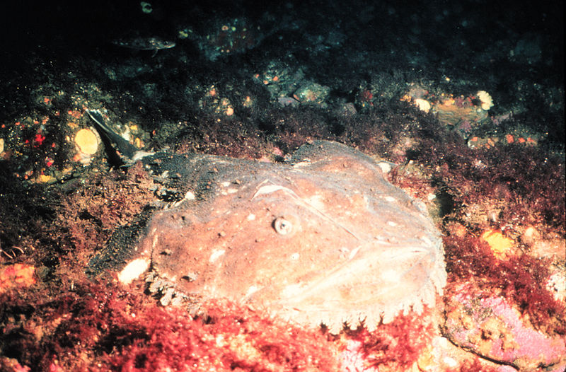 Info-Junction Blog: American Goosefish