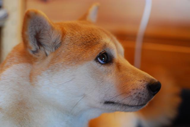 How I feel after the past 24 hours on /r/dogecoin : r/dogecoin