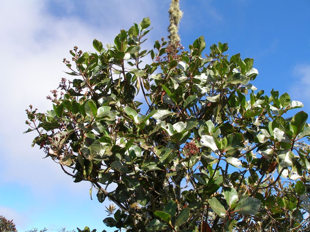 INVENTARIO DE FLORA Y FAUNA DE NARIÑO: FLORA NARIÑO