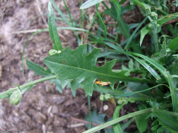 Smooth Hawksbeard ~ Lawn and Turf Care