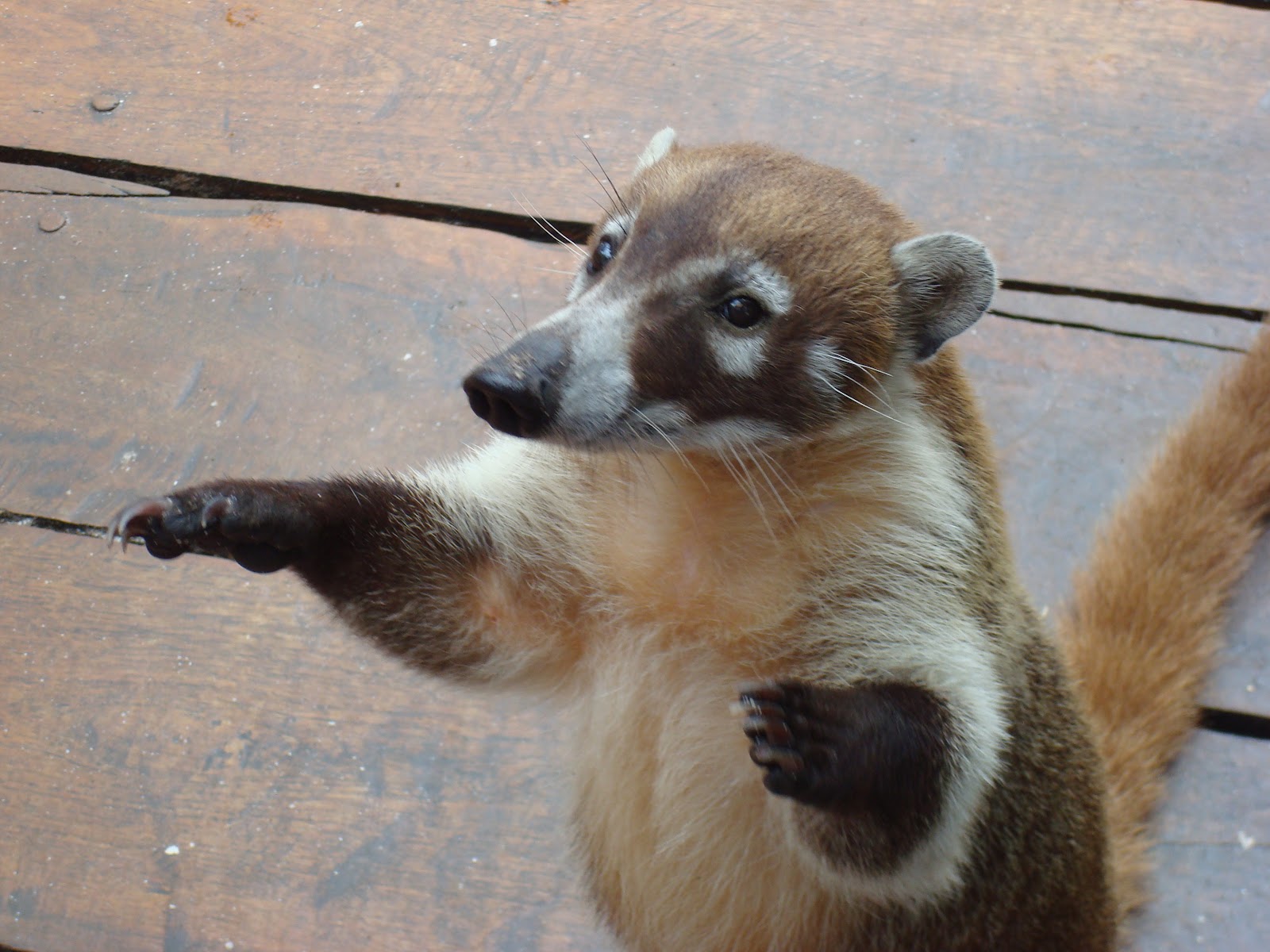 Visionphotorama: Coati du Mexique / Mexican Coati