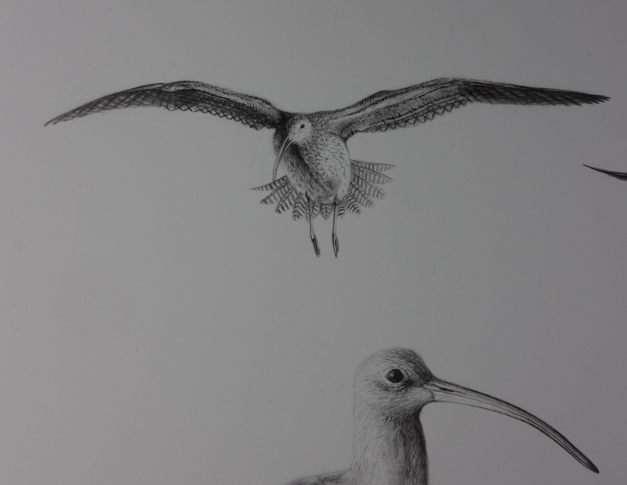 Adam Entwistle British Wildlife+Angling Artist: Curlew Walk