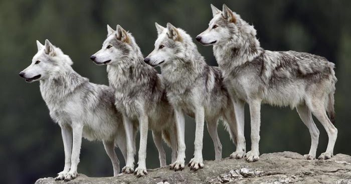 10 Interesting Facts about Wolves