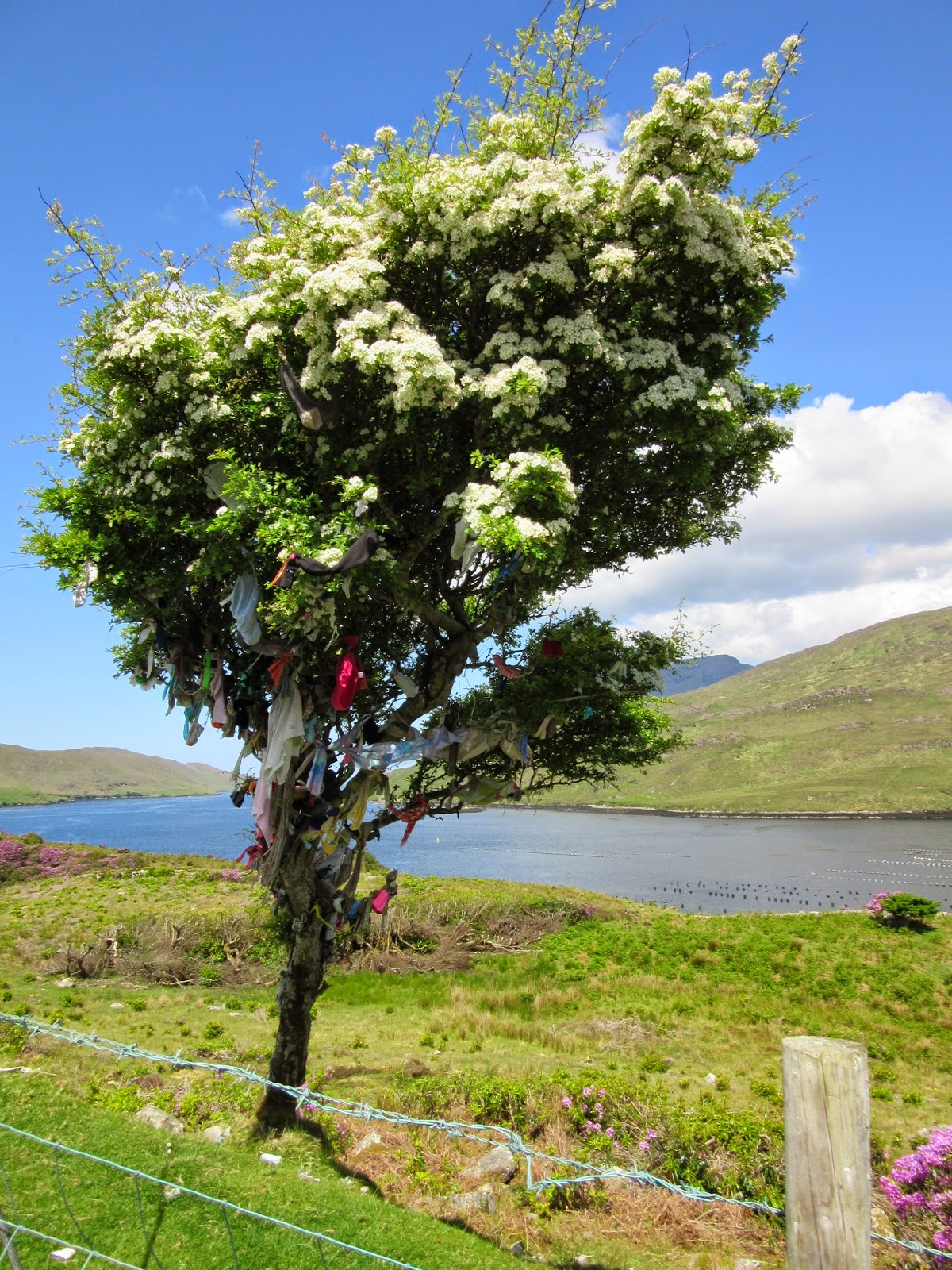 Rónán Gearóid Ó Domhnaill: Fairy Tree, County Galway