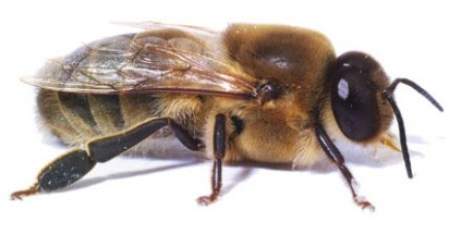 EL CAJON DE LOS CONOCIMIENTOS: ZÁNGANOS