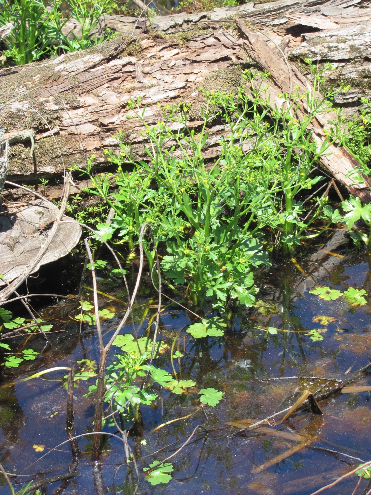 Terri of the Trails: Walking the "Creepy Swamp": the Great Marsh Trail ...
