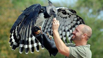 Here Are the 10 Most Dangerous Predator Birds in the Air