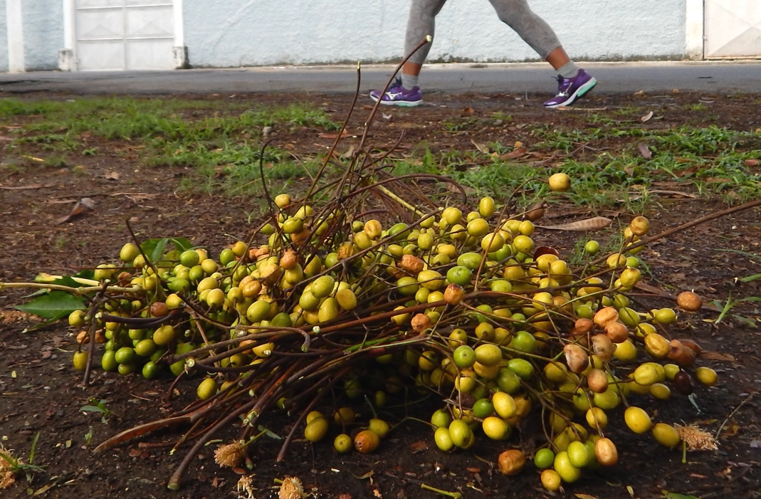GeoAtelier SementeS : Cinamomo -a perigosa árvore de Santa Bárbara