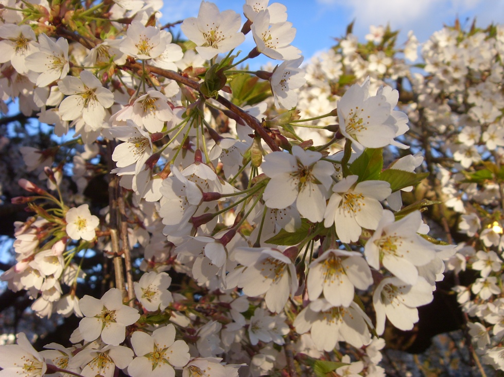Michael Peverett: weeping white cherry