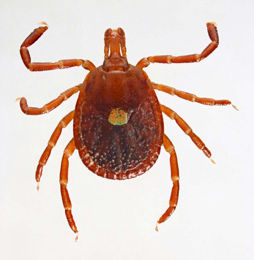 Arab Pest Control: Common Ticks