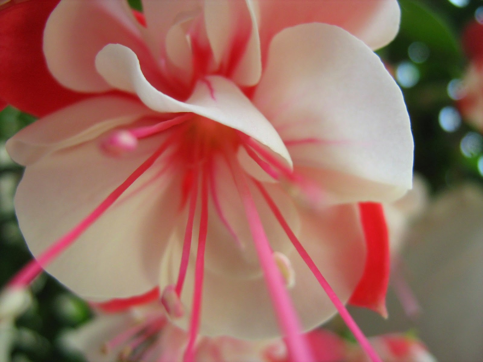 FUCHSIA photos - wallpapers | the fun bank