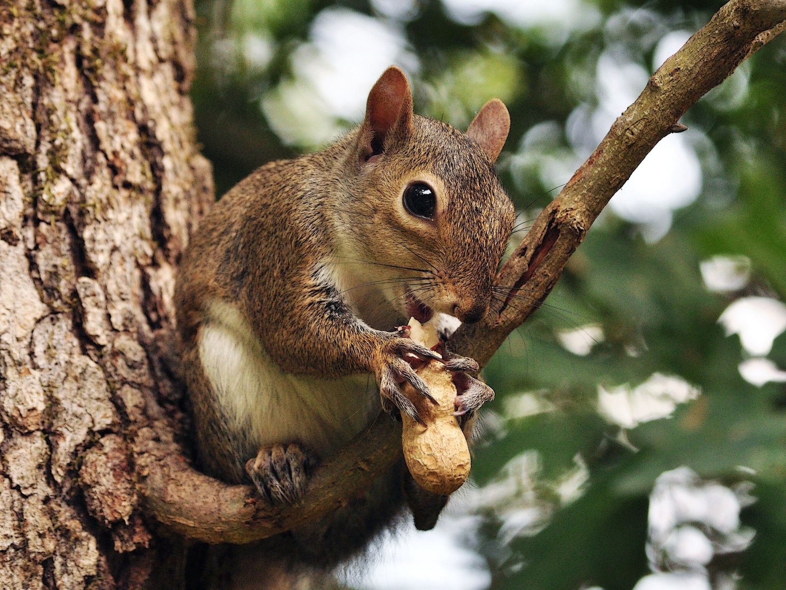 Fotos de ardillas comiendo en bosques