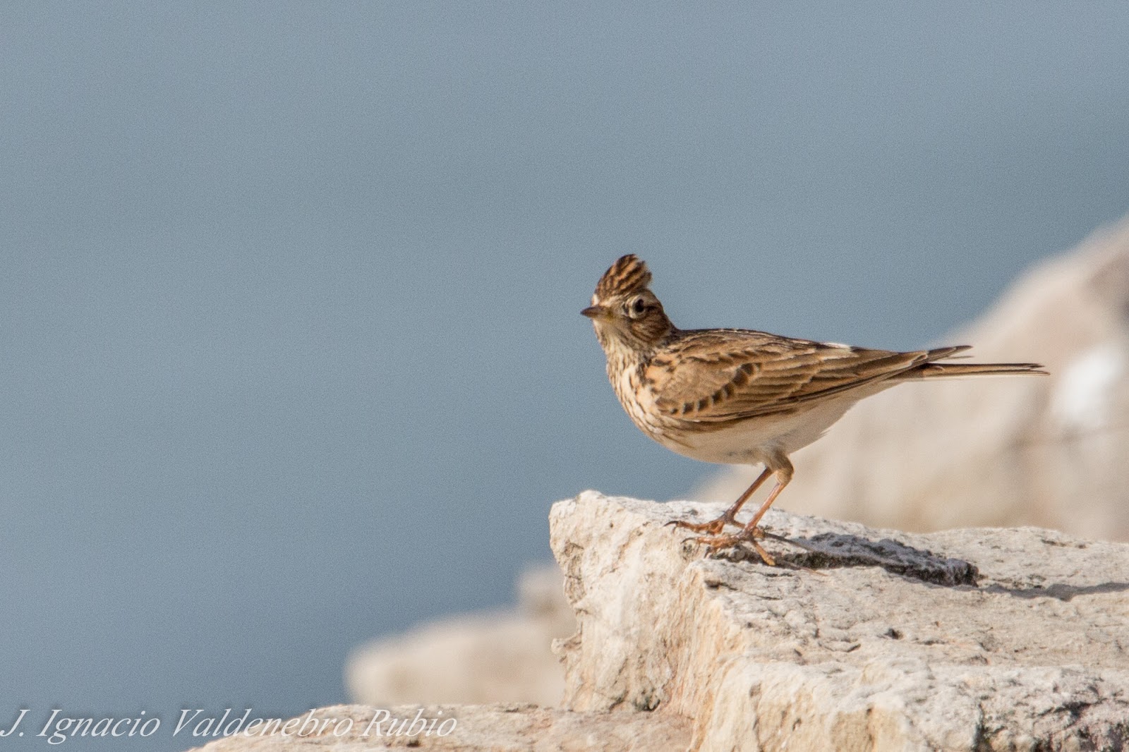DocNatureBlog: El ave que no para de cantar en sus increíbles ascensos ...