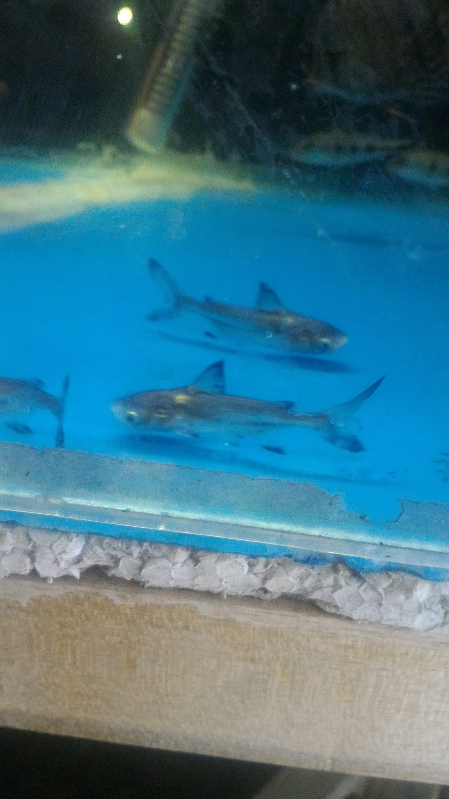 JAPAN NEWS: KAMIMASAI AQUATIC; Ikan paroon shark/ genhiskhan (hiu air ...