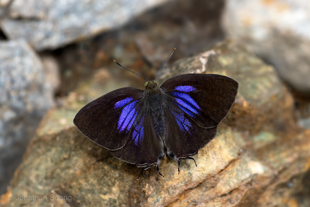 Butterflies of Singapore: Singapore's Royalty - Part 1