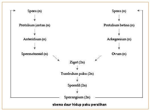 BIOLOGI GONZAGA: TEST KINGDOM PLANTAE 01