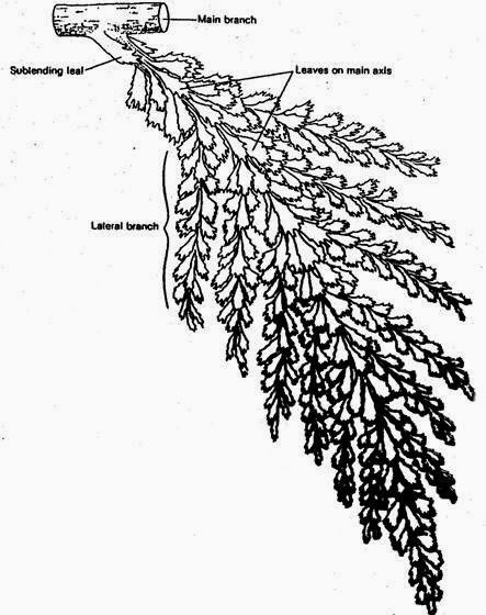 Botany Professor: A leaf by any other name