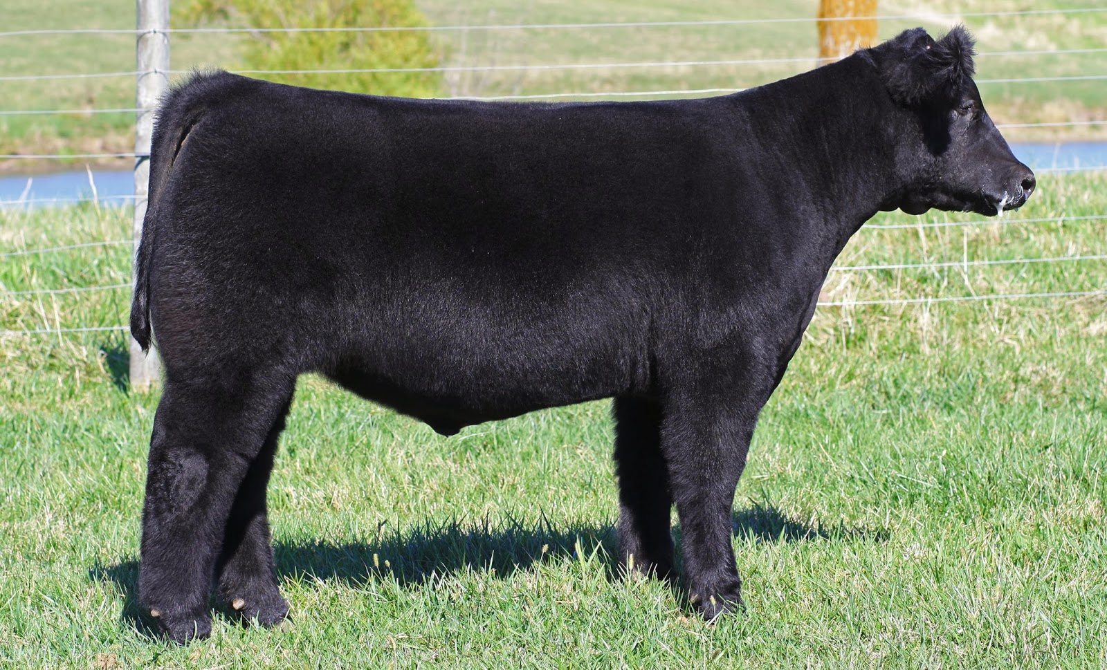 Holtkamp Cattle Co: October 2013