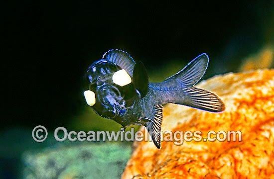 FLASHLIGHT FISH photos - wallpapers | the fun bank