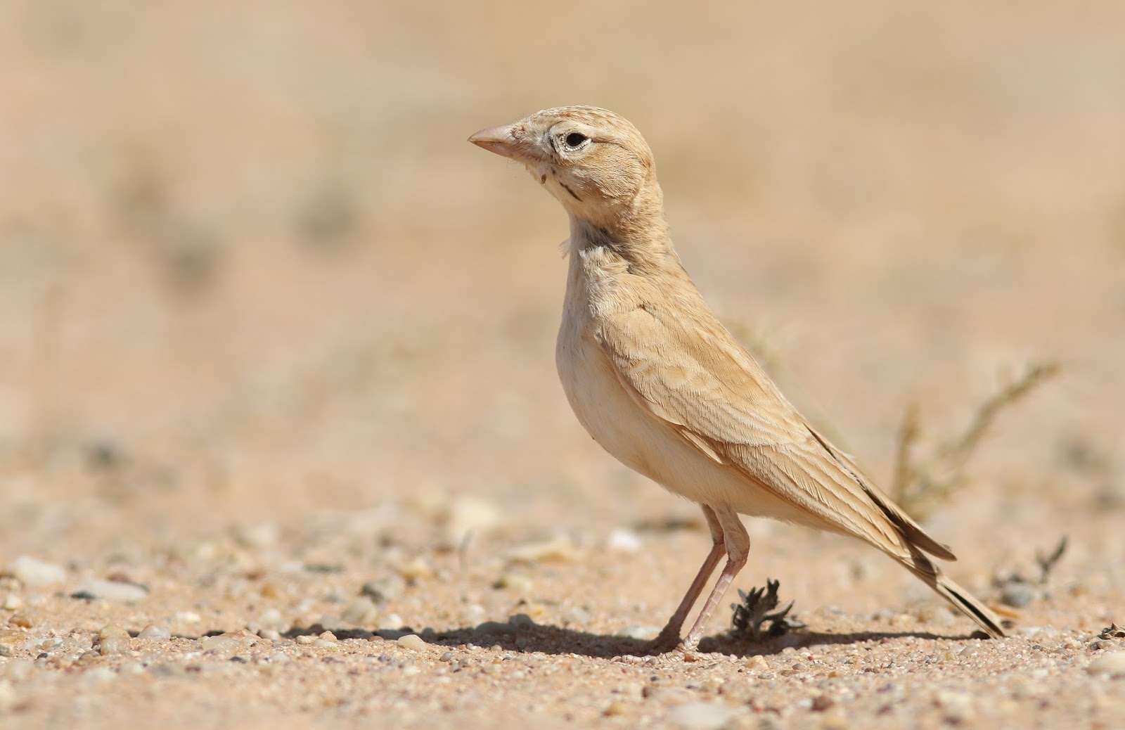 Non-Stop Birding: Western Sahara Birding Specialities
