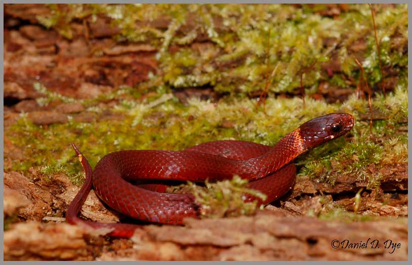 Our Beautiful World: Beautiful red snakes