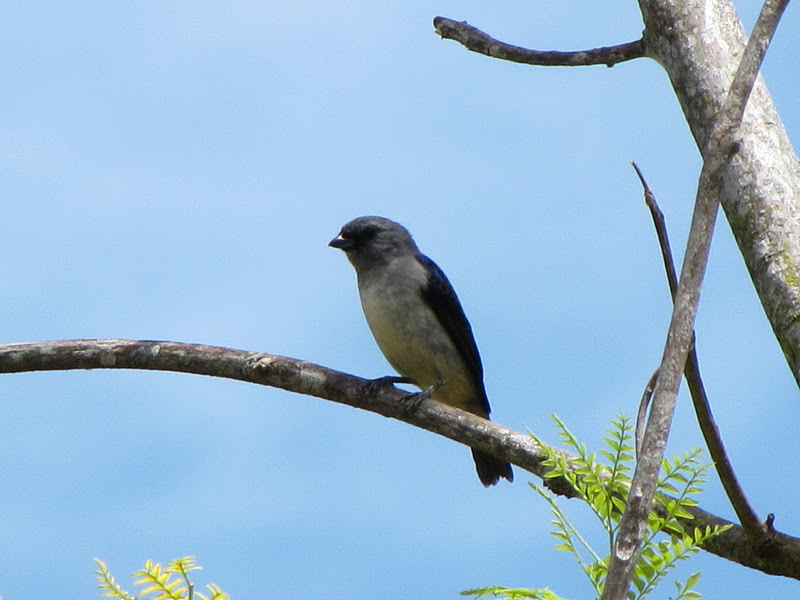 EJE CAFETERO - AVES DE CALDAS - BIRDS OF CALDAS -COLOMBIA: AVES BAJO ...