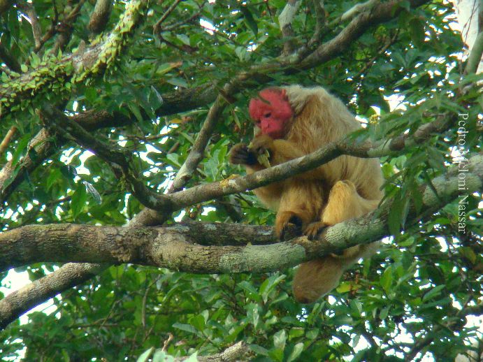 Fauna Brasileira: Uacari-branco
