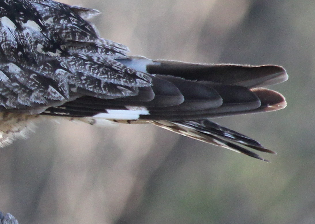 Big Bend - Texas Nature: a lesser nighthawk?
