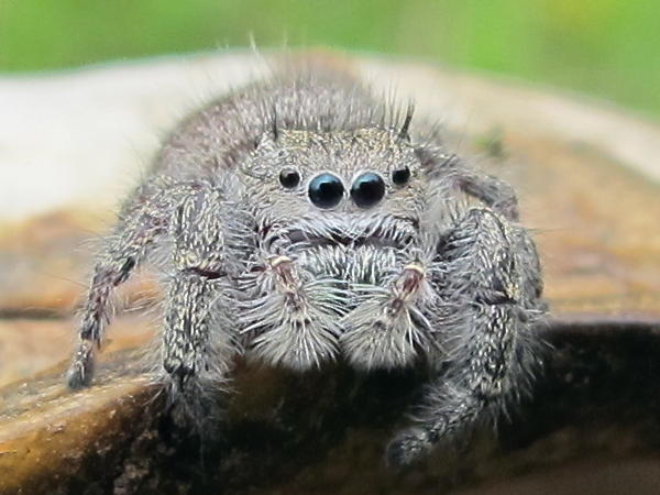 Blue Jay Barrens: Spider in Turtle Shell
