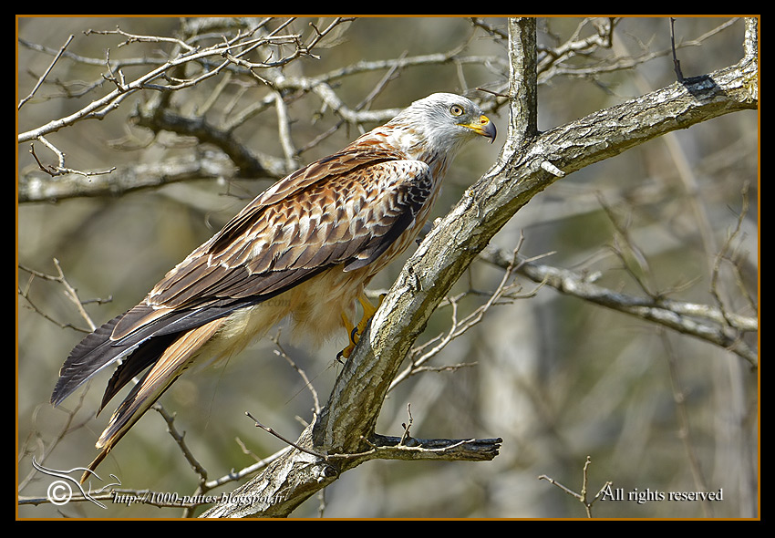 WILDLIFE GATEWAY: Milan royal