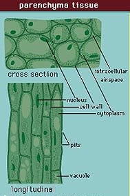 CIE A level biology notes