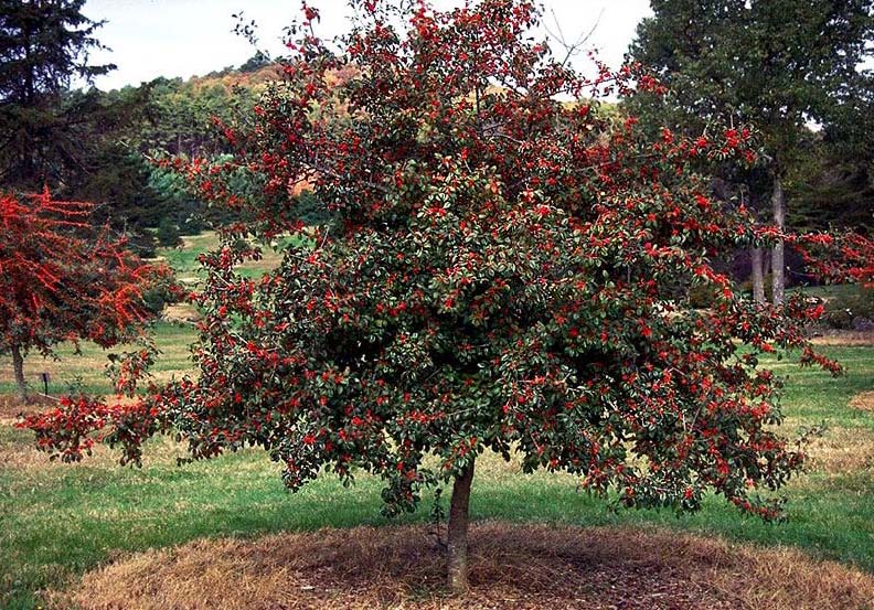 Beechwood Landscape Architecture and Construction: Possum Haw Holly ...