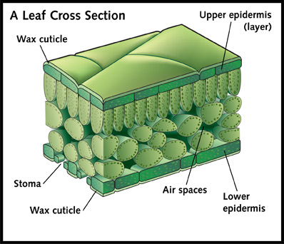 The British Gardener - The Tropical years
