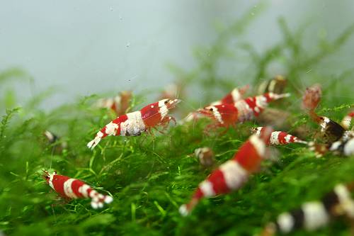 piya aquarium: Red Crystal / Red Bee Shrimp