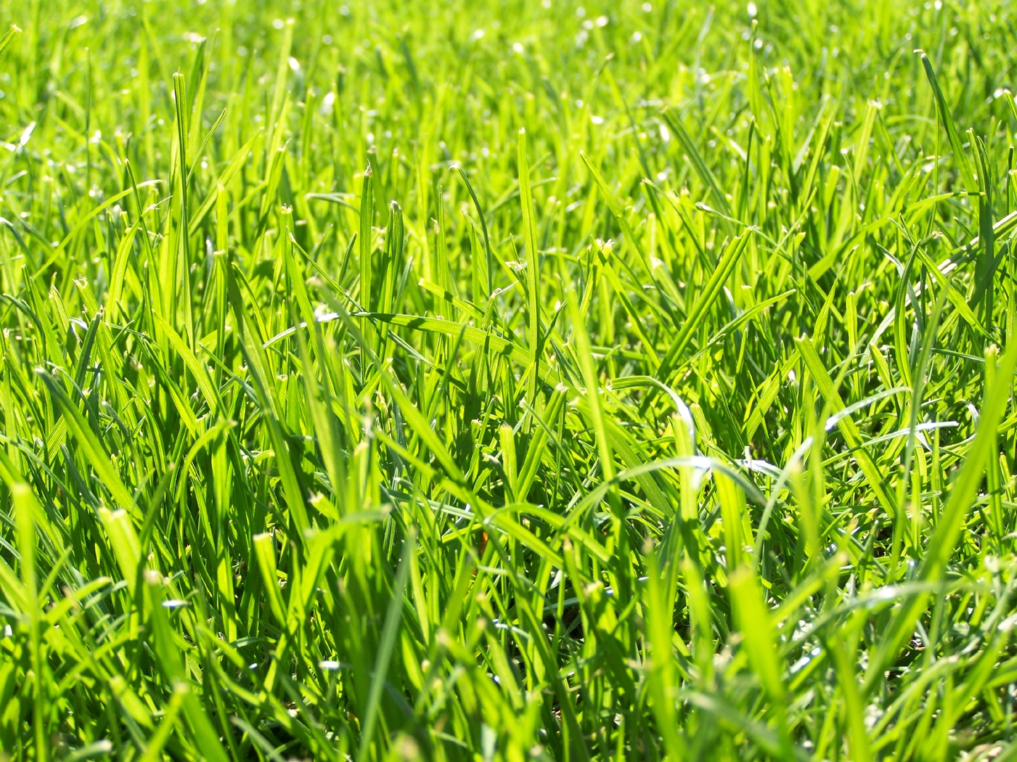 Aceituneros Altivos UN POEMA PARA JUNIO aceituneros-altivos-un-poema-para-junio