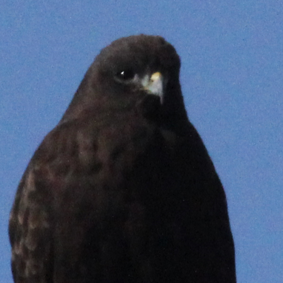 Dark morph Harlan's Hawk?