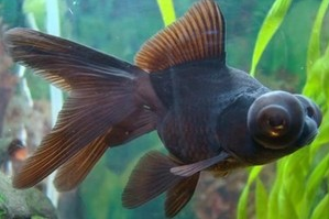 Conociendo el Mar: Telescopio