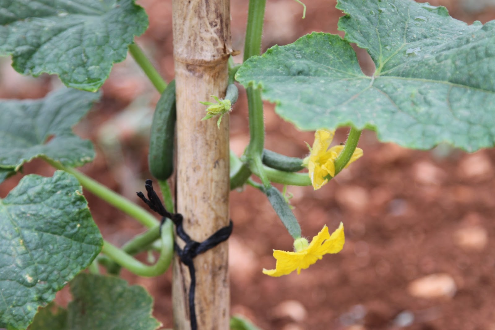 greenideas.es: cols chinos beans and pepinos
