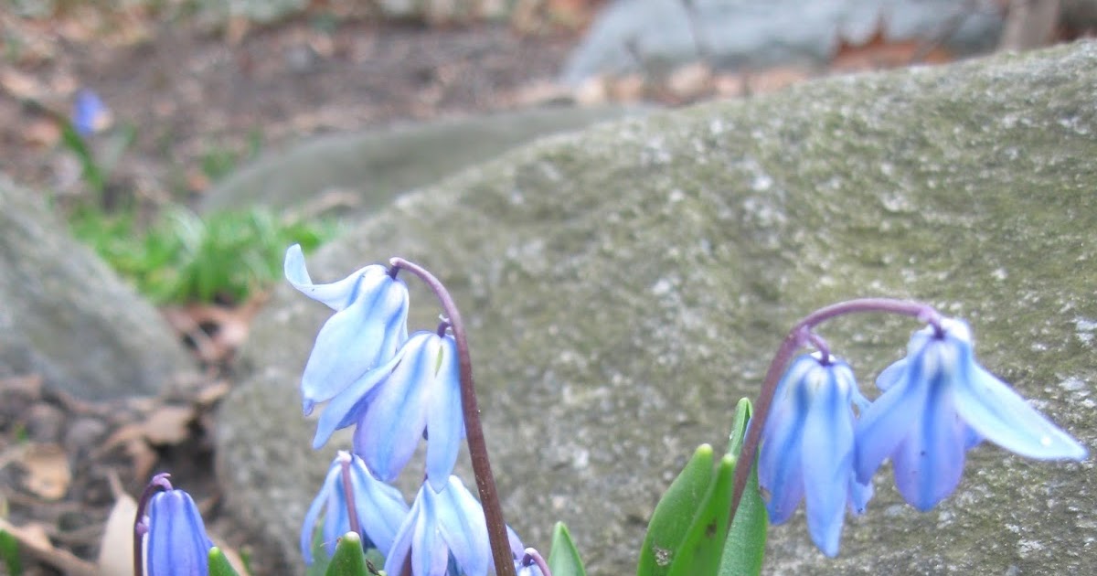 WashingtonGardener: Spring has Sprung for Garden Bloggers' Bloom Day