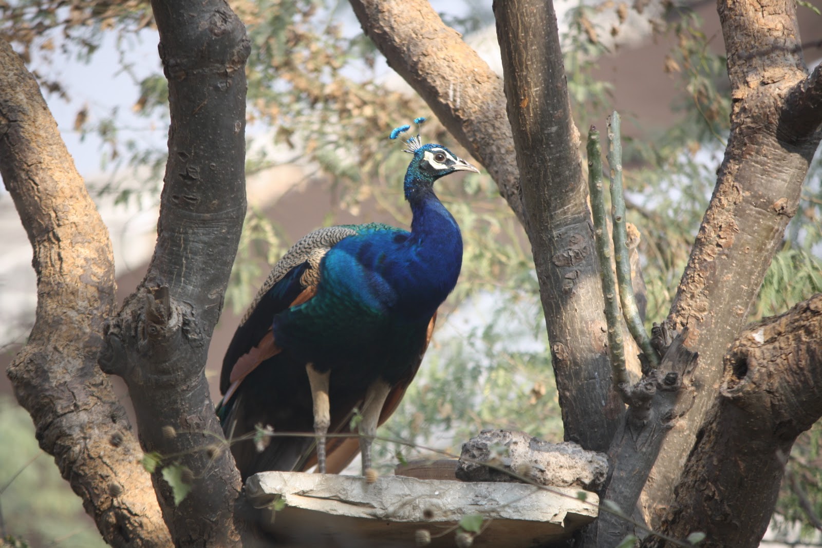 Birds in Delhi(India): Indian Peacock at Central Ridge New Delhi