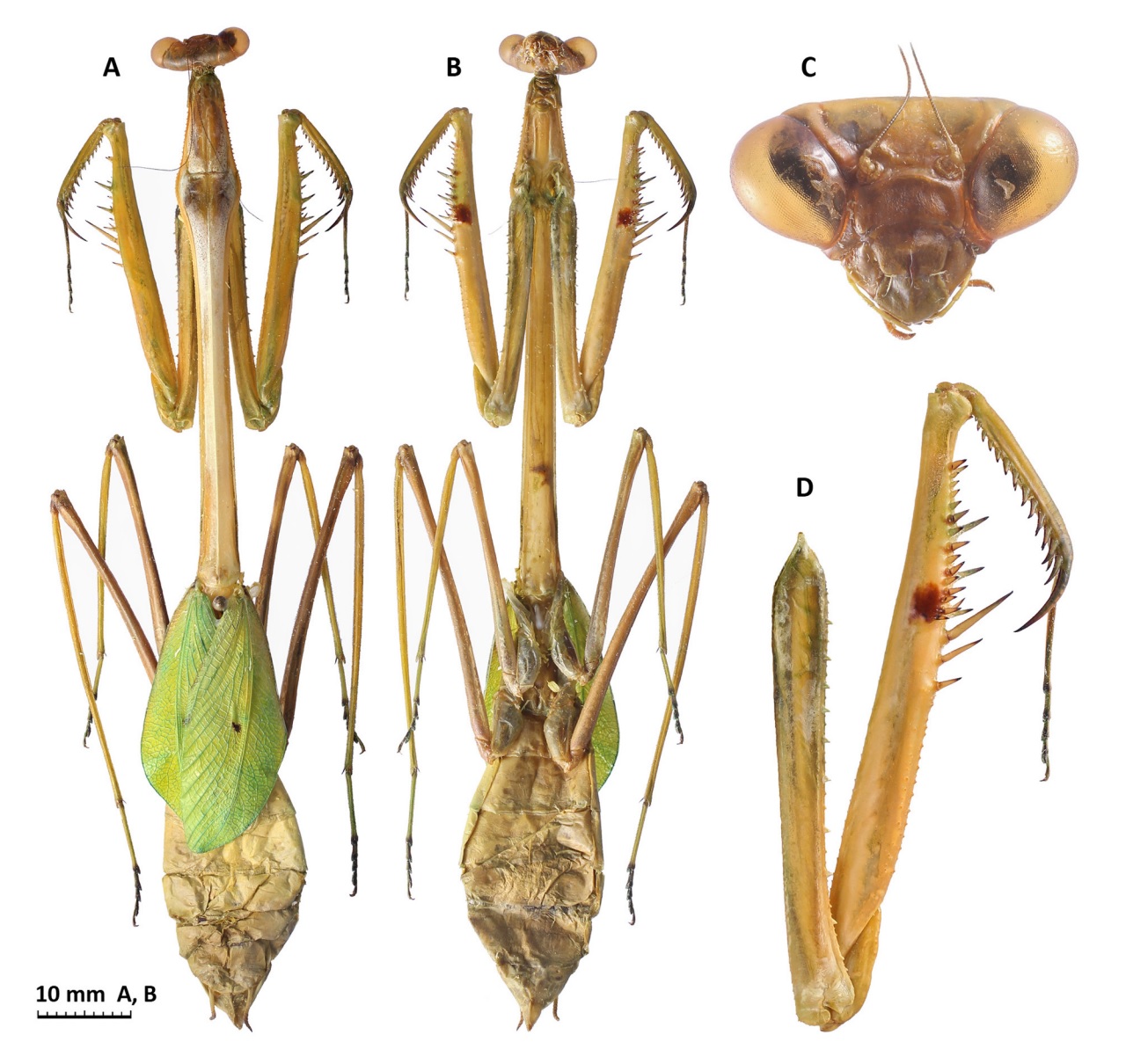 Species New to Science: [Entomology • 2018] Phasmomantella gen. nov ...