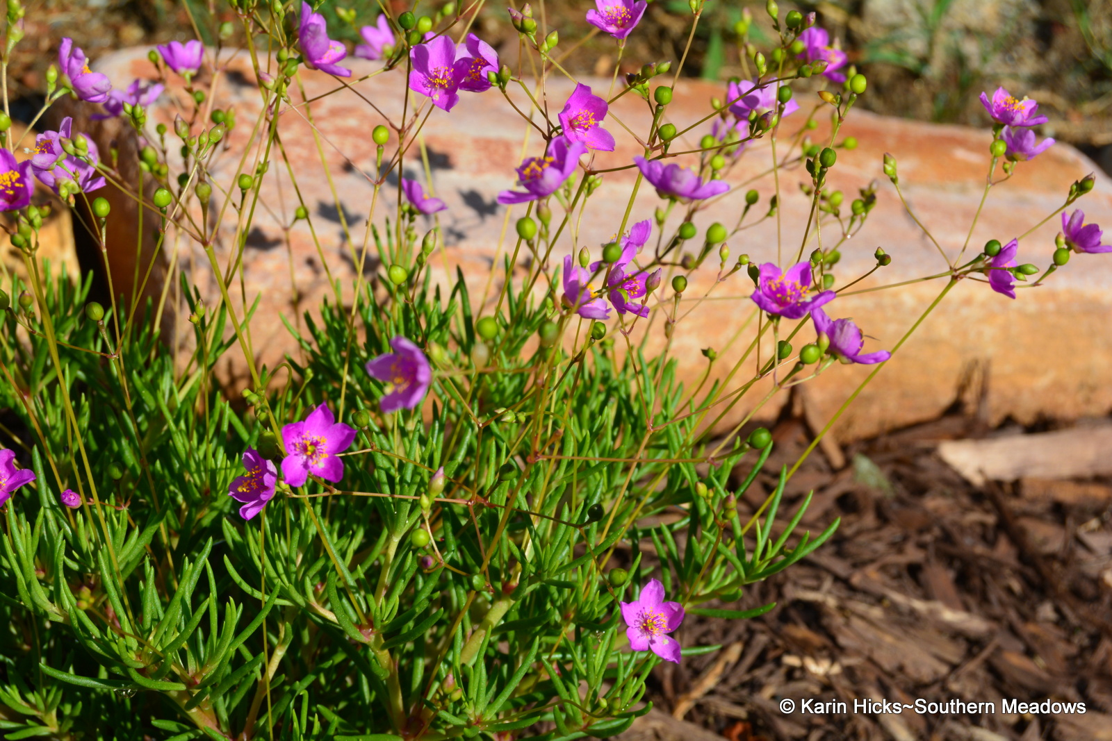 Wildflower Wednesday: Quill Fameflower