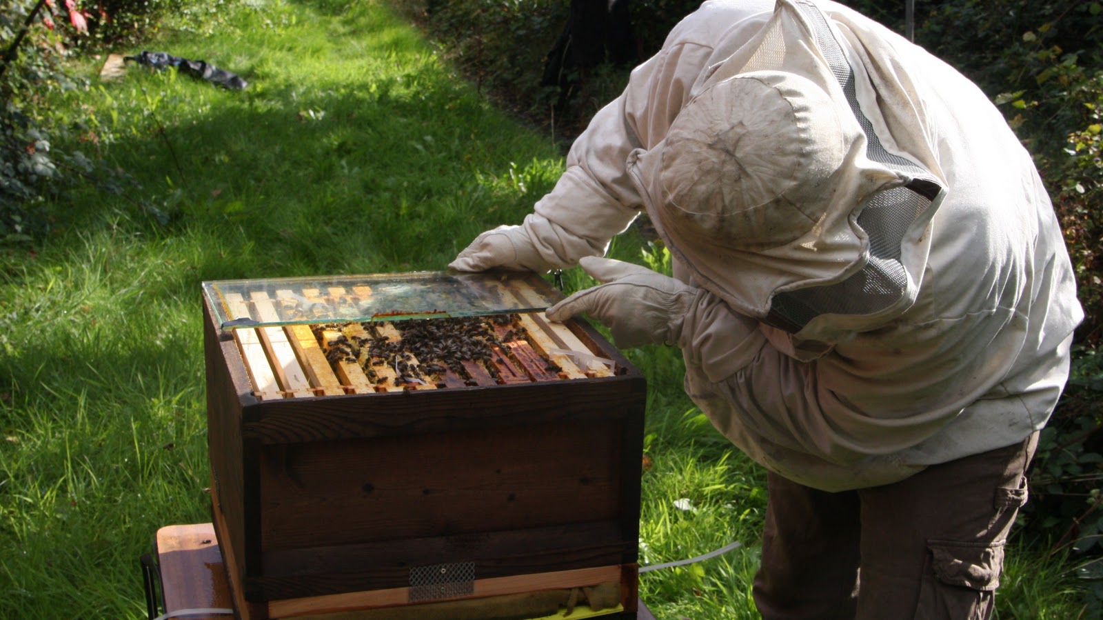 Bee Limerick: Thriving Bee Hive